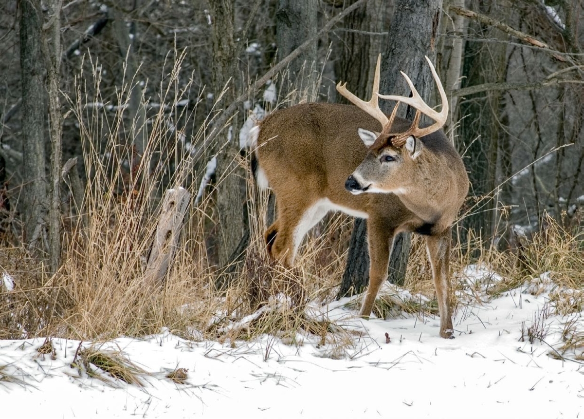 La chasse, réglementée pour être appréciée - Revue UFA
