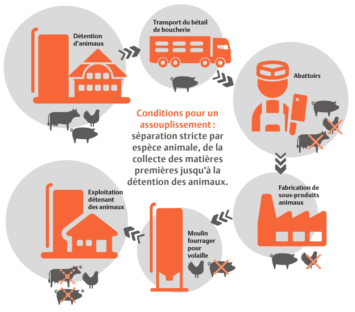 Des protéines animales dans l’alimentation des animaux de rente