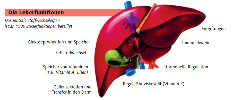 Lebergesundheit