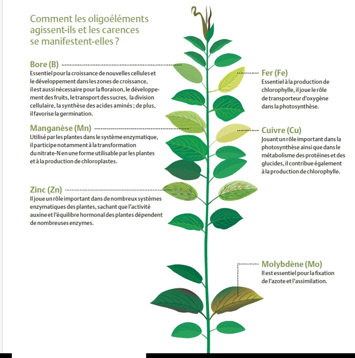 De l’importance des oligoéléments