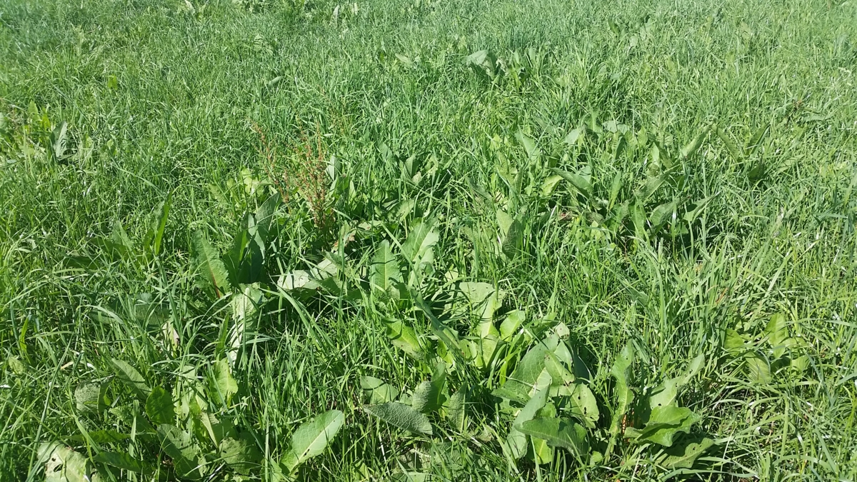 Rumex - Revue UFA