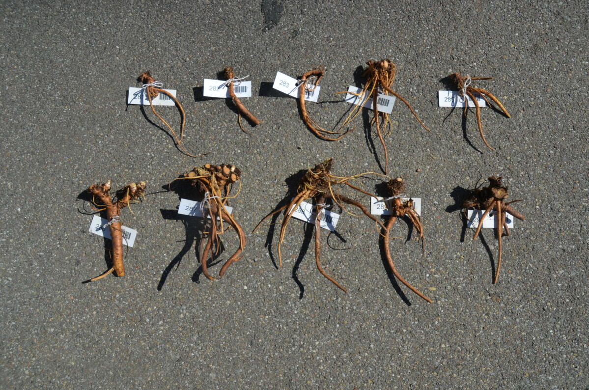 Lutte biologique contre le rumex