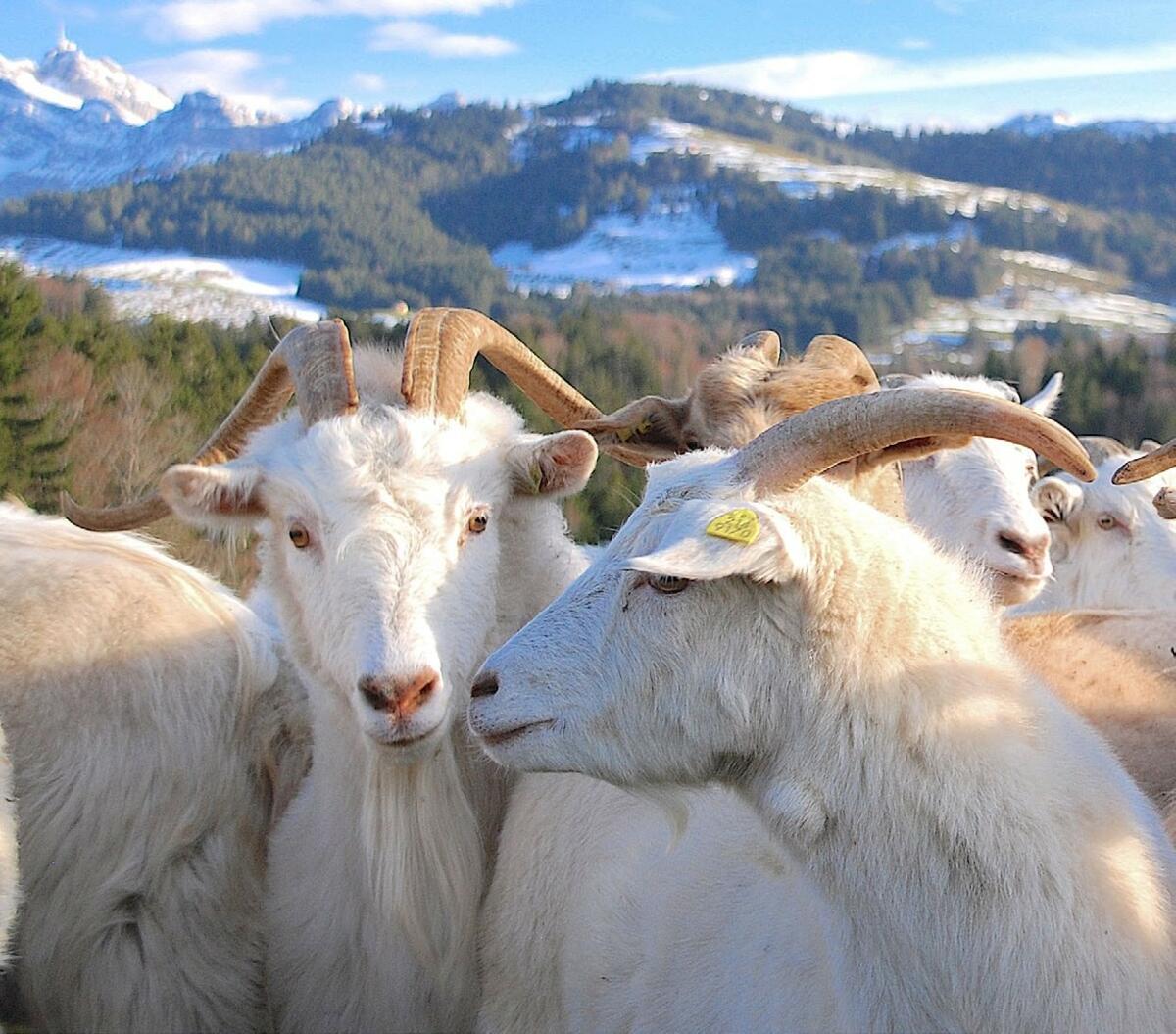Edles Kaschmir aus dem Toggenburg