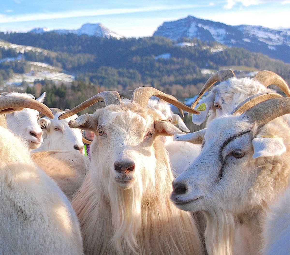 Le cachemire qui venait du Toggenburg