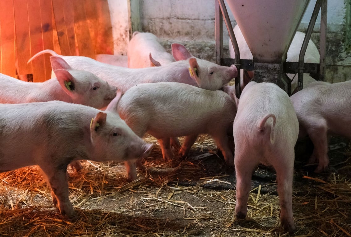 Bien réussir le sevrage des porcelets bio