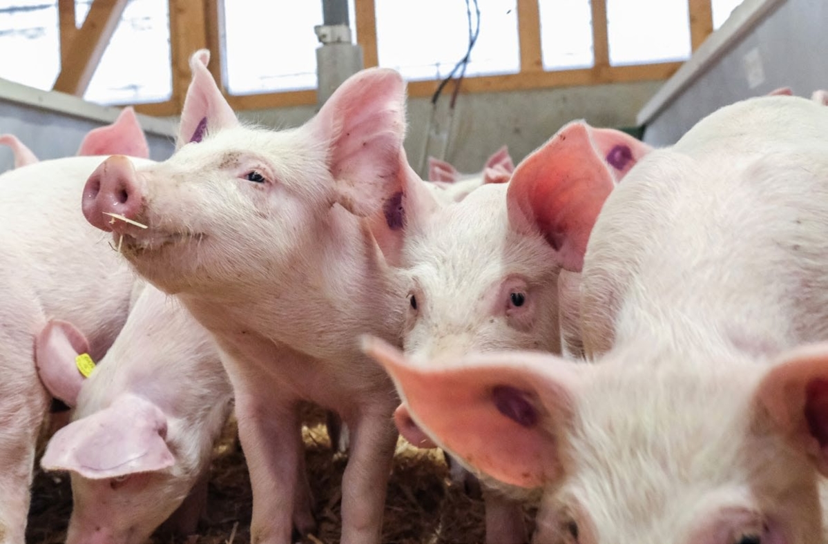 Nouveau système pour les gorets IP-Suisse