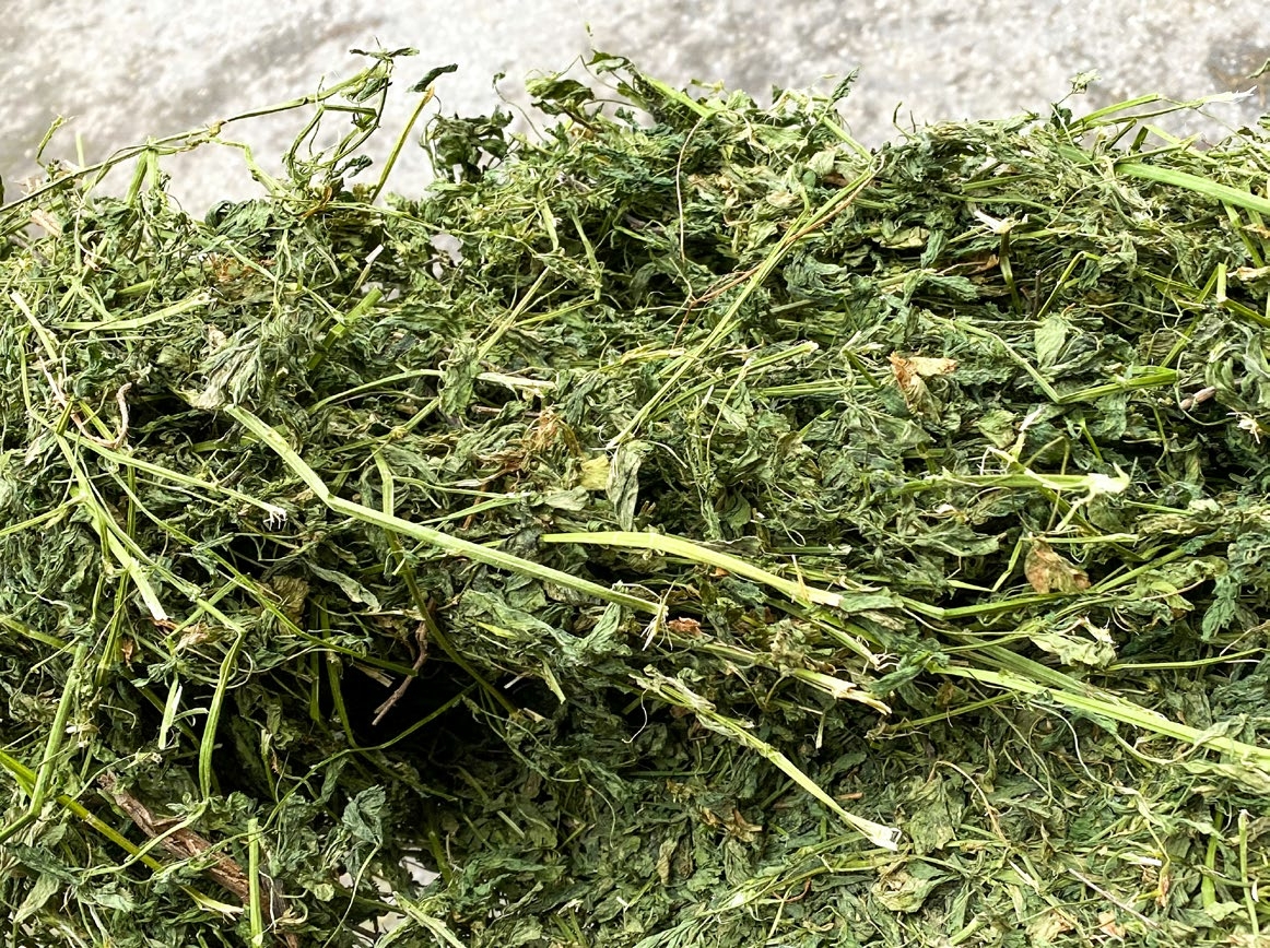 Un bon fourrage de base pour les vaches bio