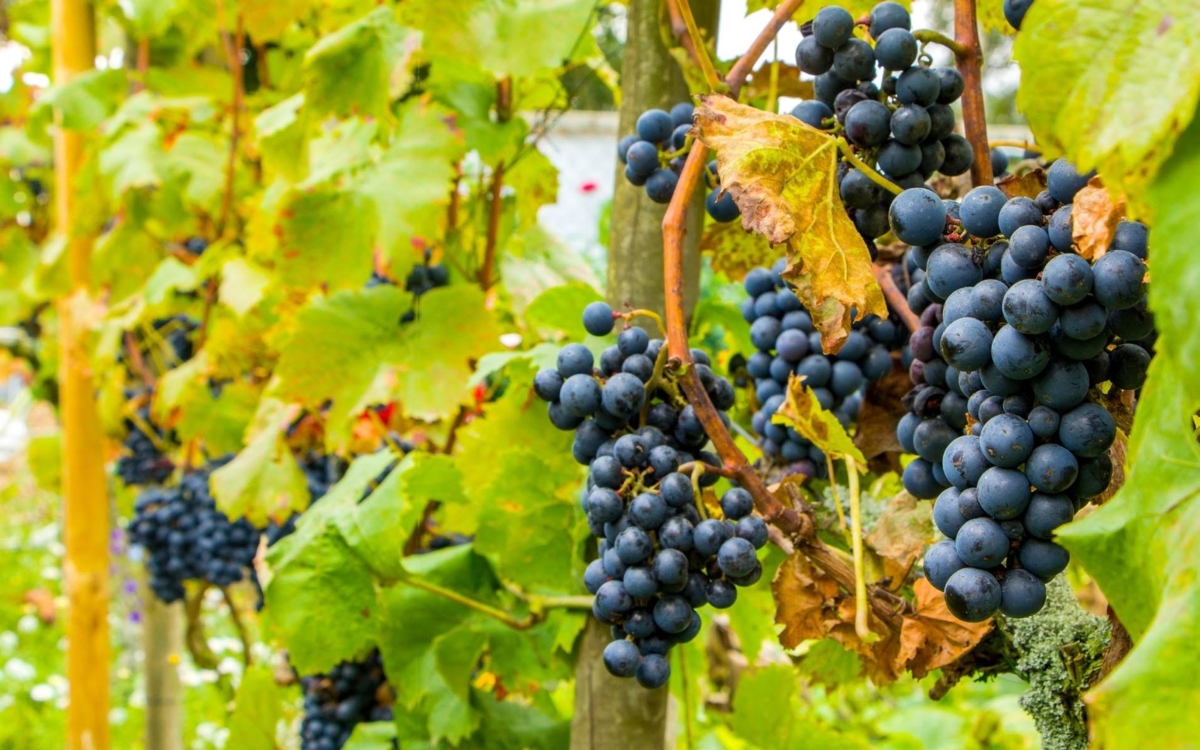 Robuste Reben brauchen weniger Pflanzenschutzmittel