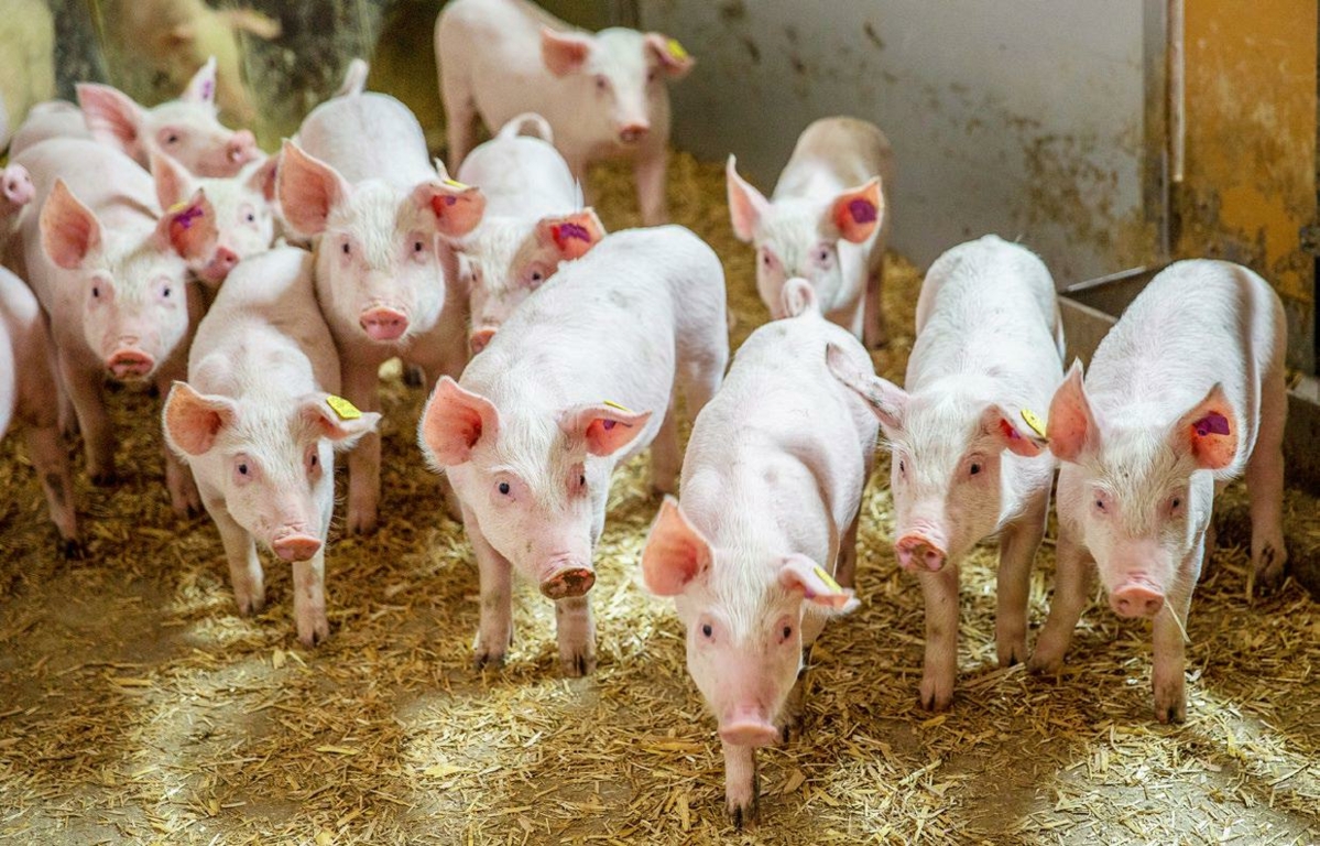 Production de porcs adaptée à la demande - Revue UFA