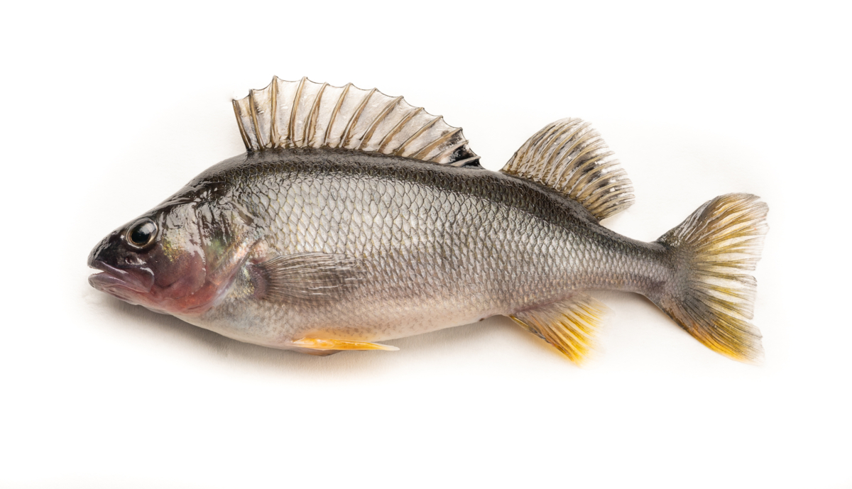 Aquaculture en Suisse - Revue UFA